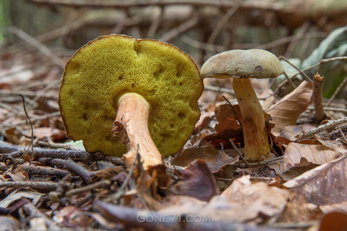 Red-cracking bolete | Xerocomellus chrysenteron - Gone71° N