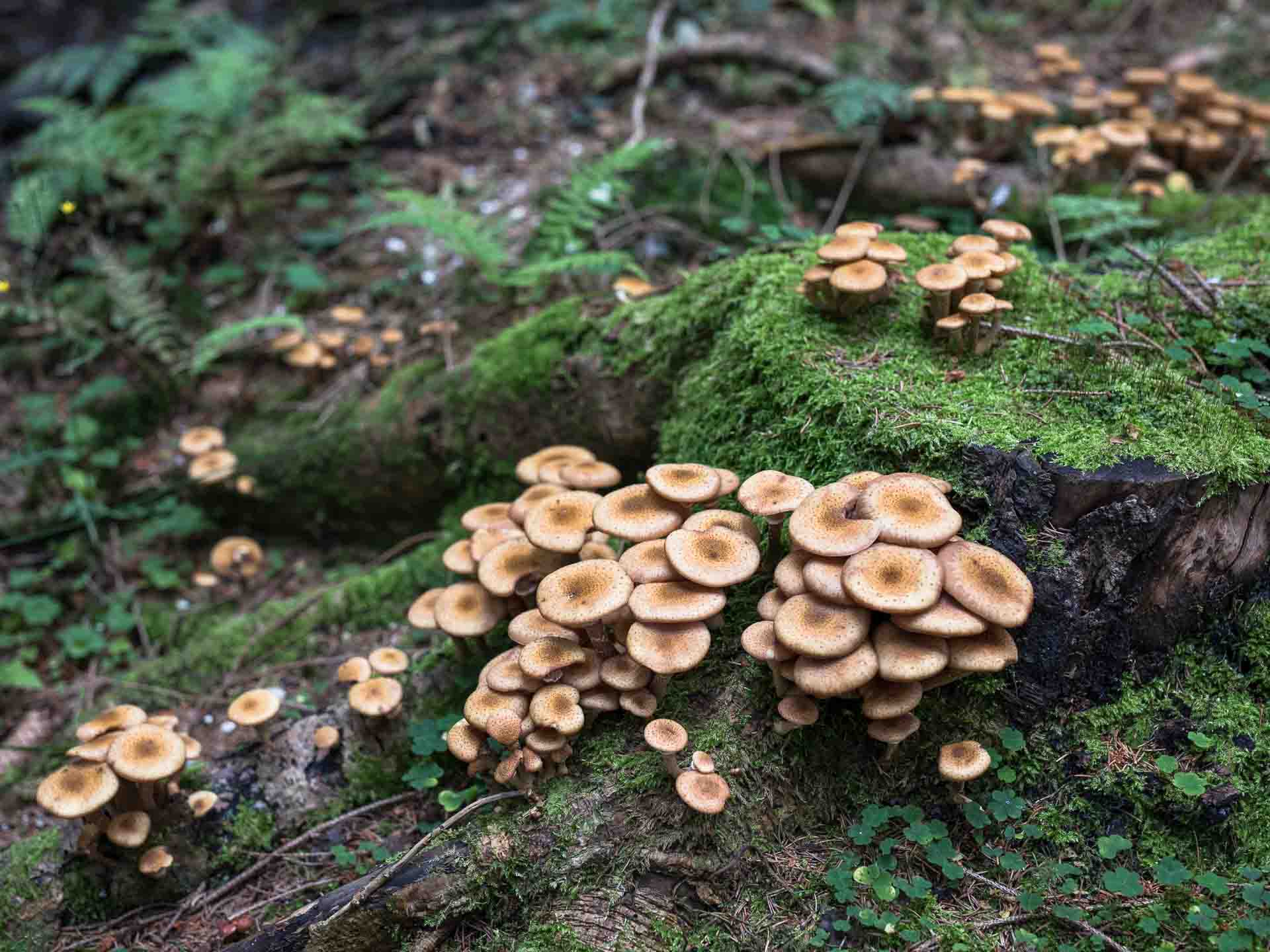 Honey fungus | Armillaria mellea (recipe) - Gone71° N