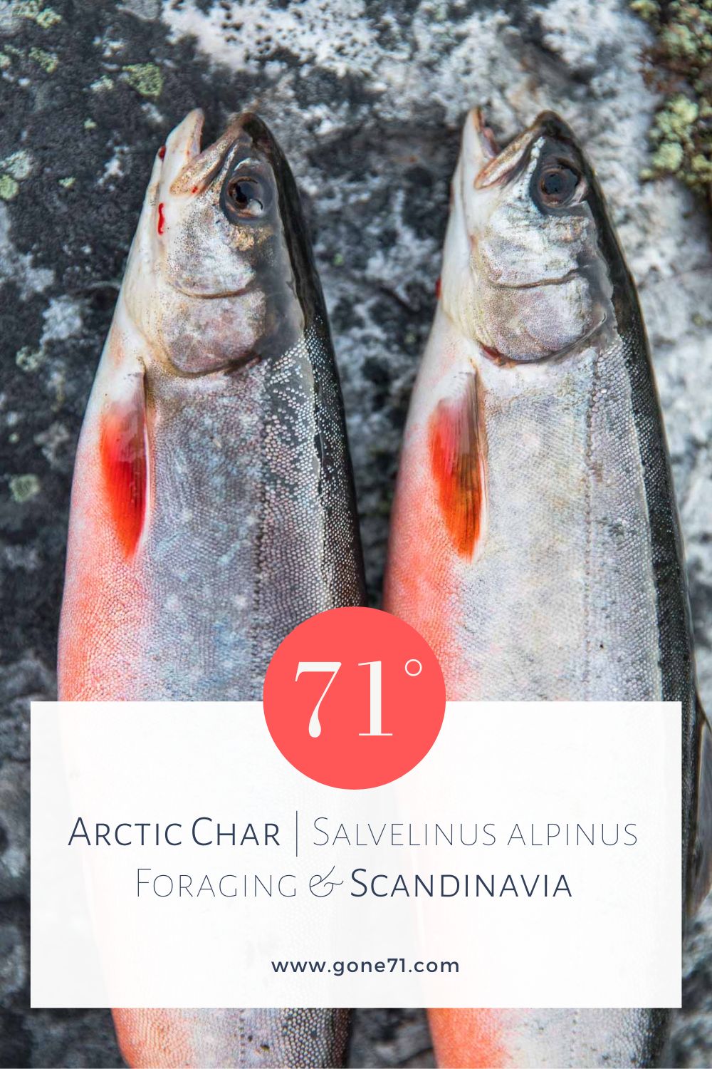 Fish Species in Scandinavia - Gone71° N – Scandinavian Fishing