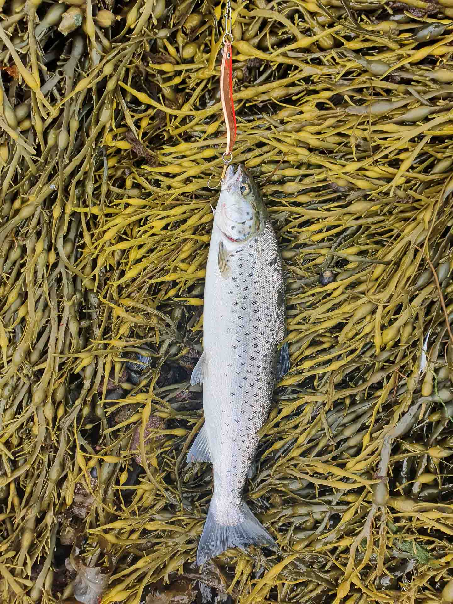 Sea trout - Salmo trutta trutta - Gone71° N
