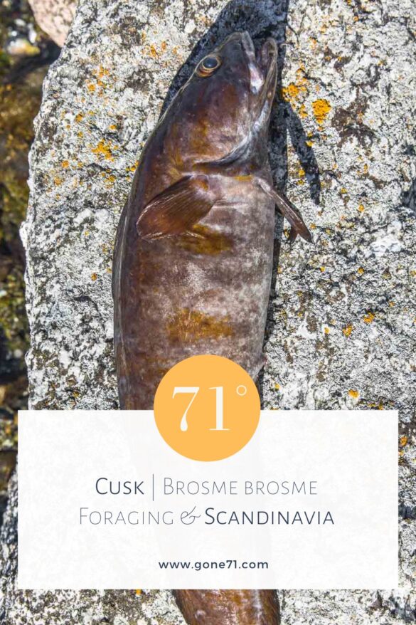 Fish Species in Scandinavia - Gone71° N – Scandinavian Fishing