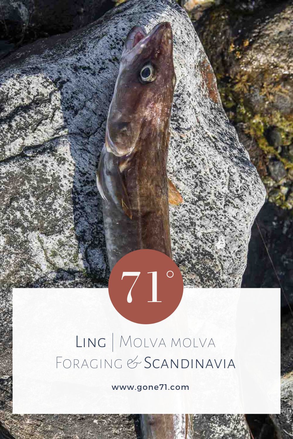 Fish Species in Scandinavia - Gone71° N – Scandinavian Fishing
