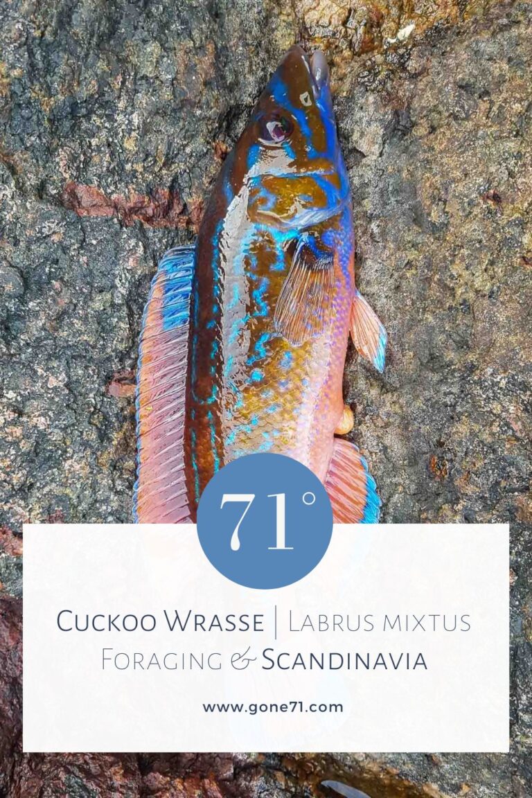 Fish Species in Scandinavia - Gone71° N – Scandinavian Fishing