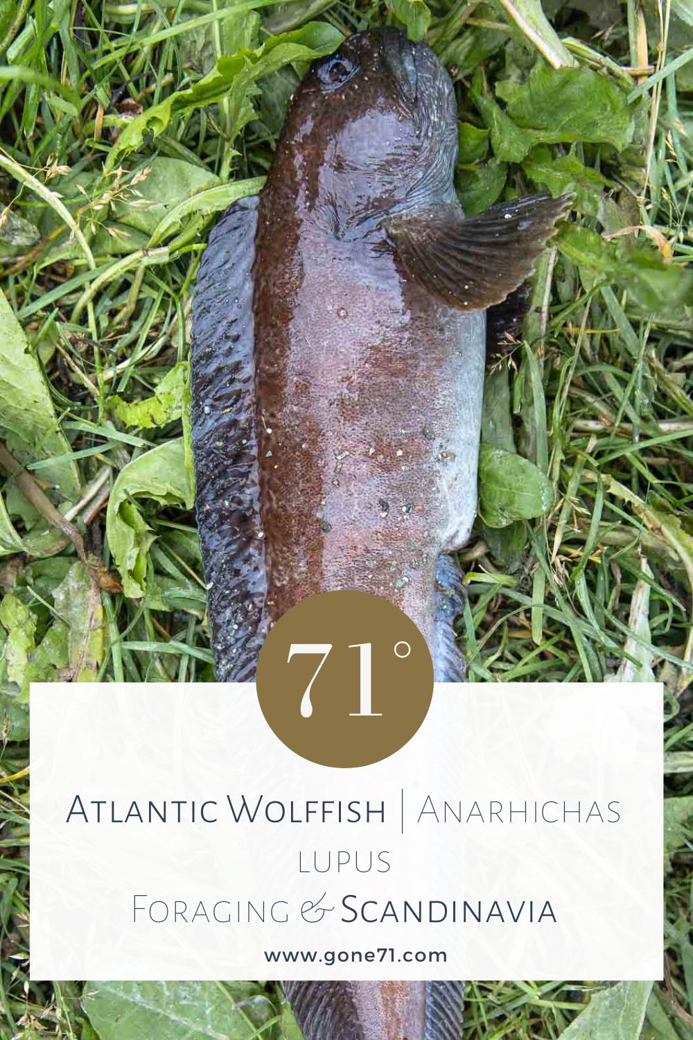 Fish Species in Scandinavia - Gone71° N – Scandinavian Fishing