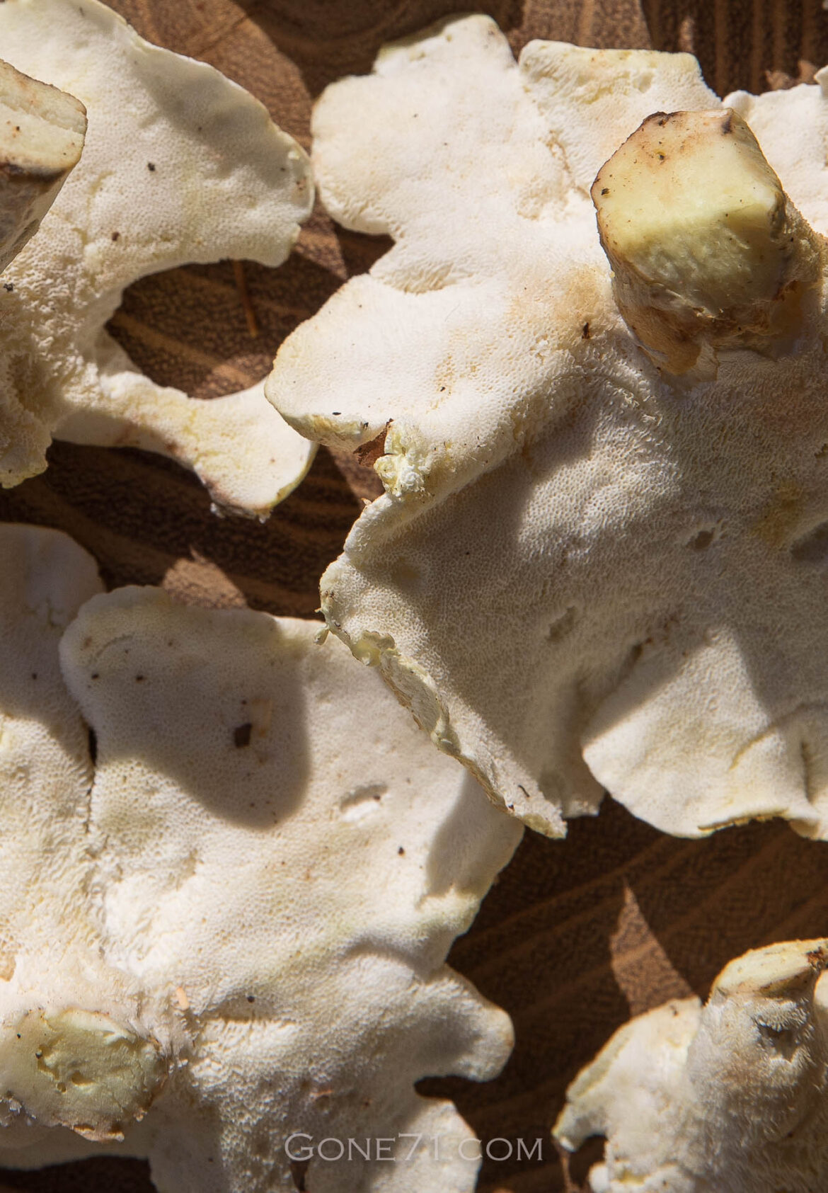 Sheep polypore | Albatrellus ovinus - Gone71° N