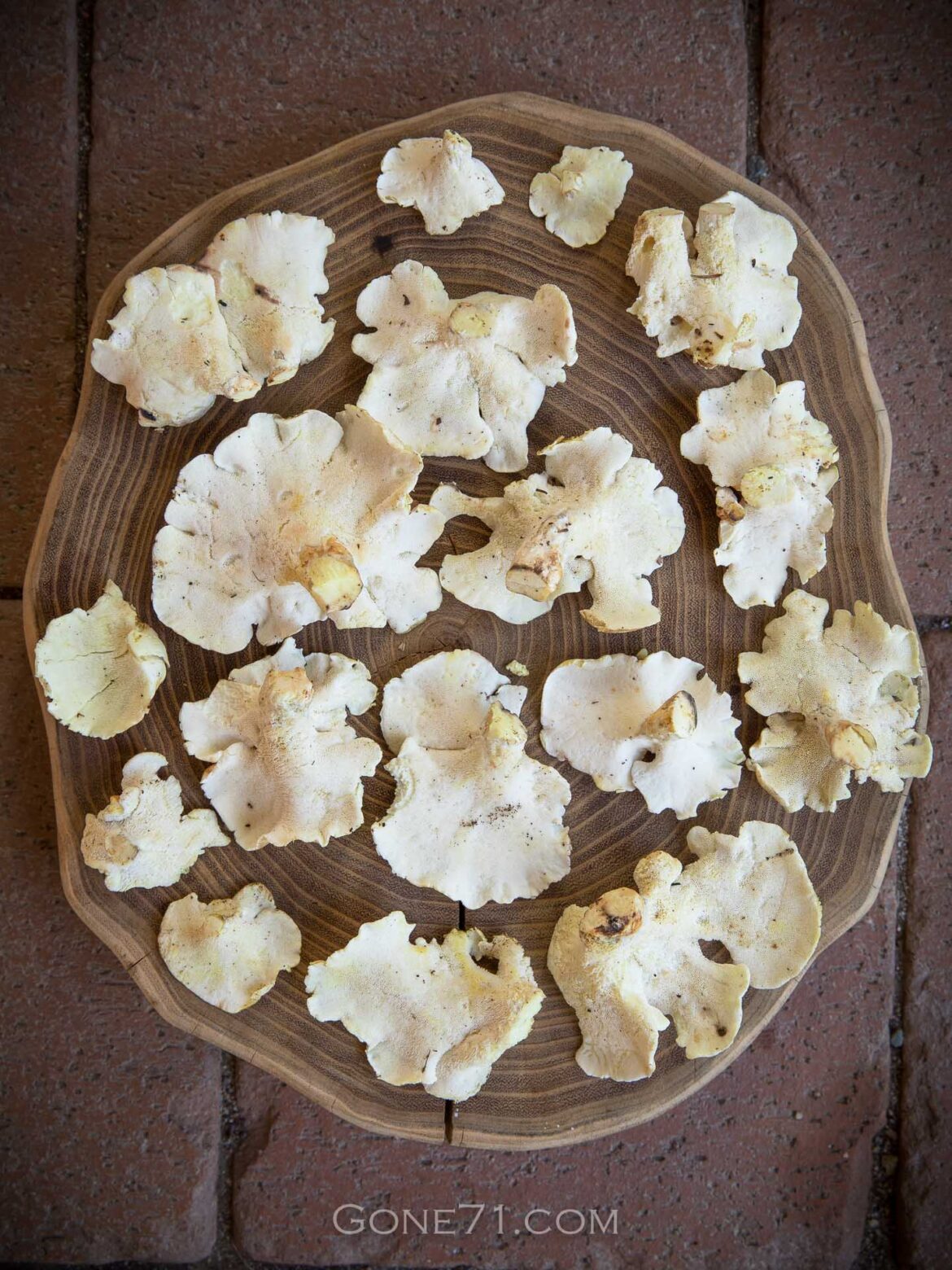 Sheep polypore | Albatrellus ovinus - Gone71° N