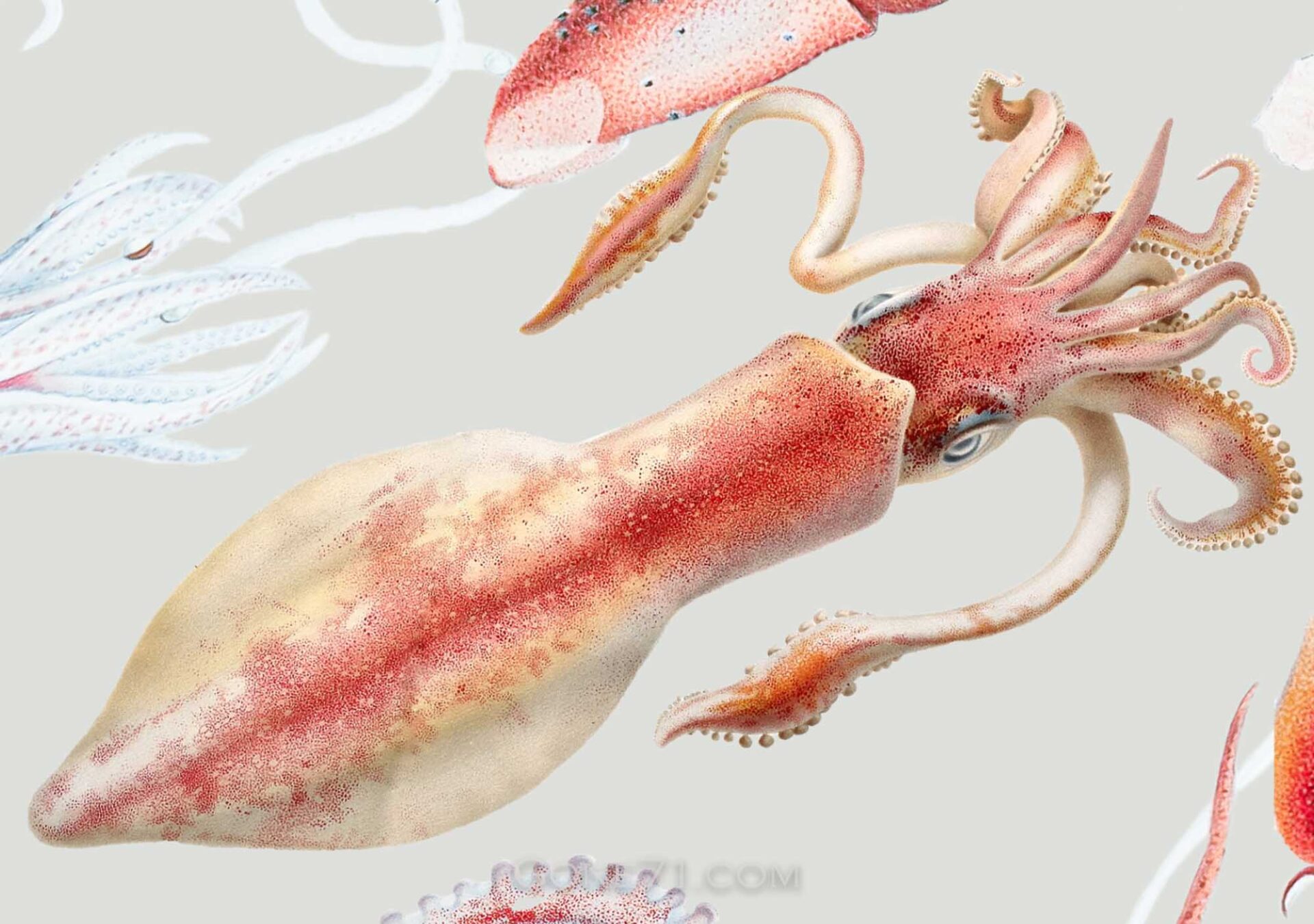 Cephalopod Vortex | poster - Gone71° N