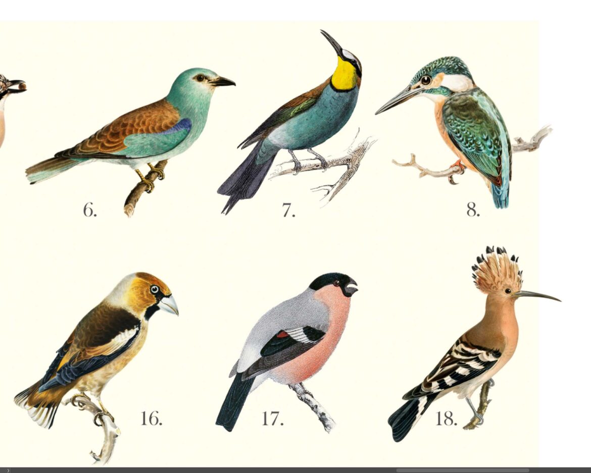 Scandinavian birds | Poster - Gone71° N