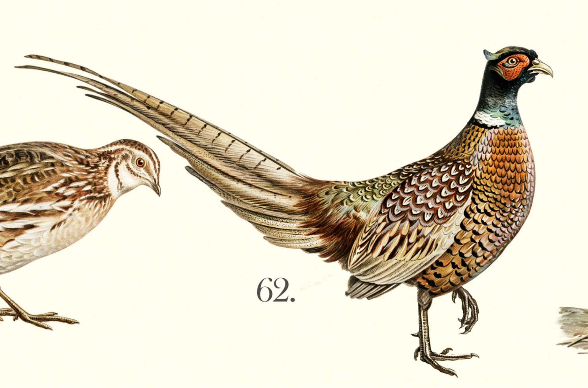 Scandinavian birds | Poster - Gone71° N