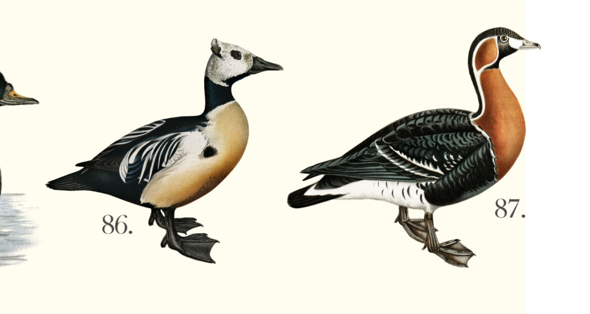 Scandinavian birds | Poster - Gone71° N