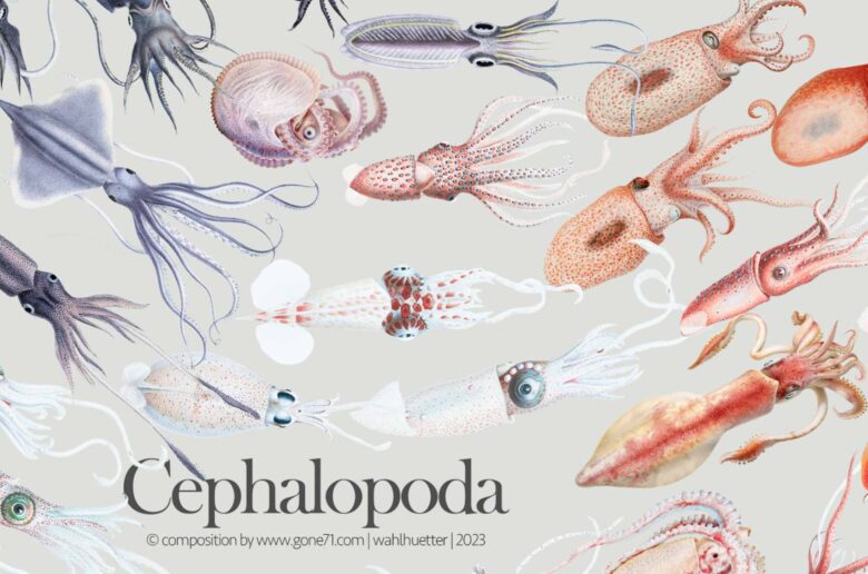 Scandinavian Fish | Skandinaviska Fiskar – POSTER - Gone71° N