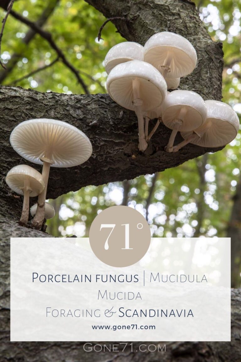 Porcelain fungus | Mucidula mucida - Gone71° N