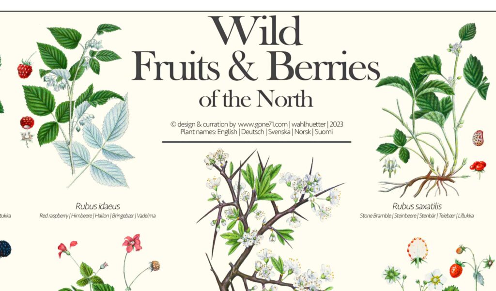 Wild Fruits & Berries of the North - Gone71° N