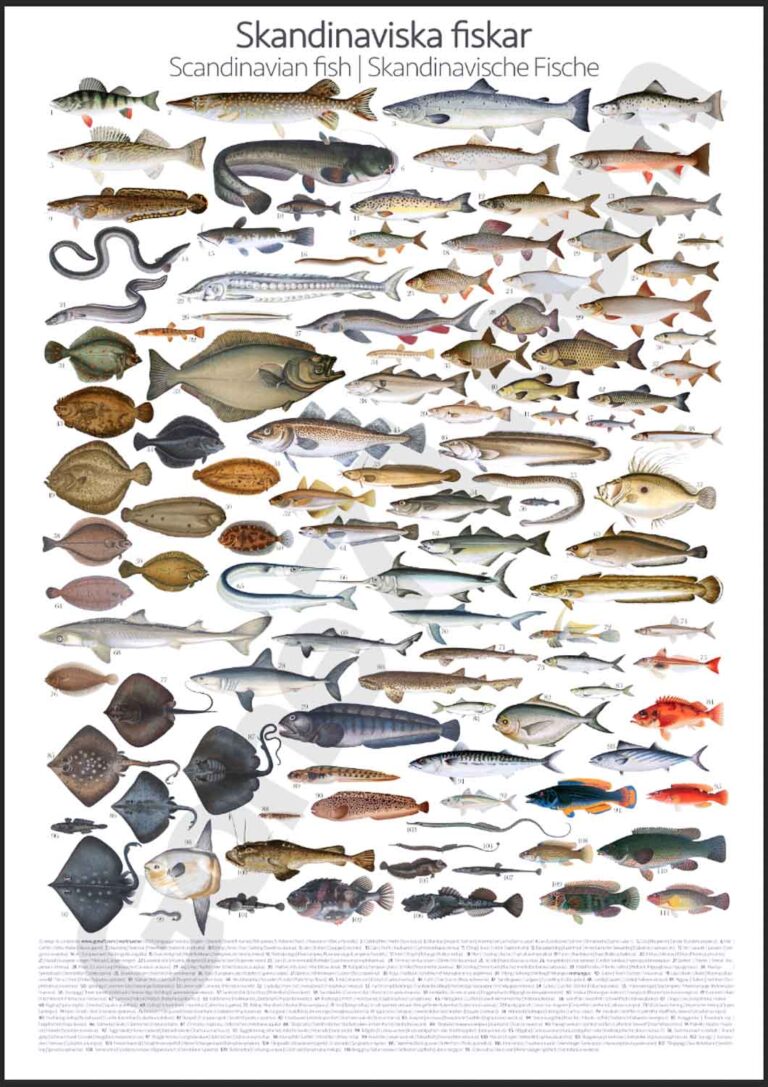 Scandinavian Fish | Skandinaviska Fiskar – POSTER - Gone71° N