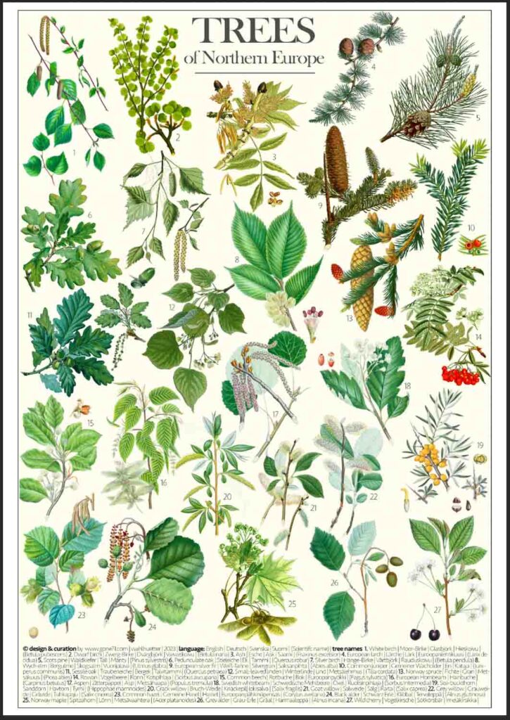 Trees of Northern Europe | Poster - Gone71° N