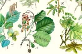 Trees of Northern Europe | Poster - Gone71° N