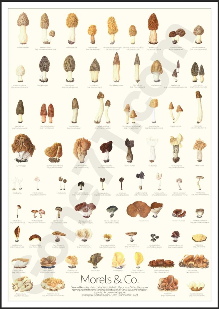 Common Morel | Morchella esculenta (Recipe) - Gone71° N