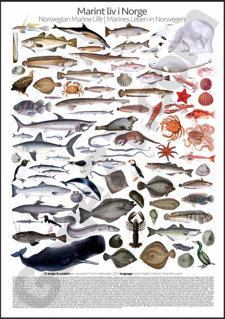 Norwegian Marine Life | Marint liv i Norge (poster) - Gone71° N
