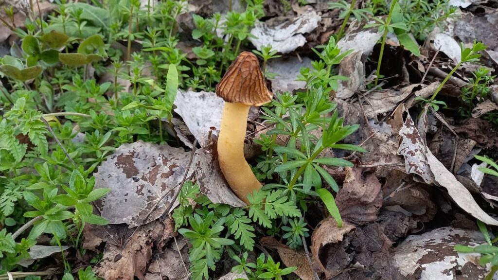 Early morel | Verpa bohemica (recipe) - Gone71° N