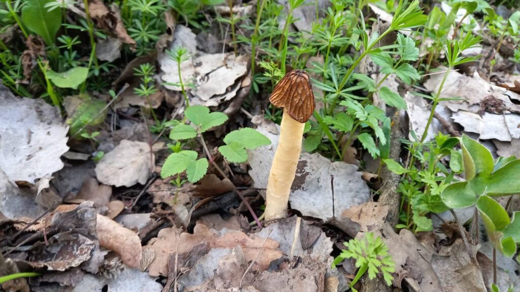 Early morel | Verpa bohemica (recipe) - Gone71° N