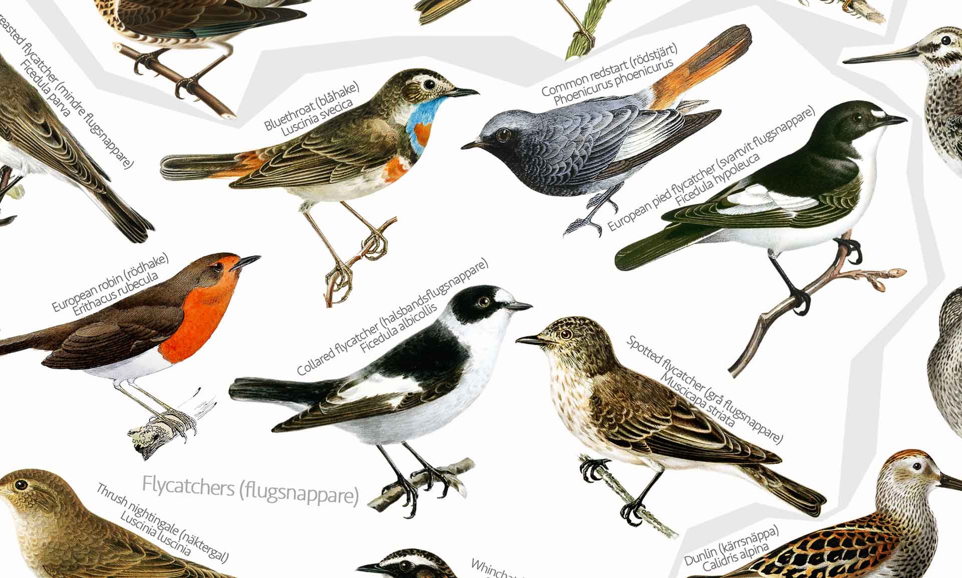 Birds of Sweden | Svenska fåglar (poster) - Gone71° N