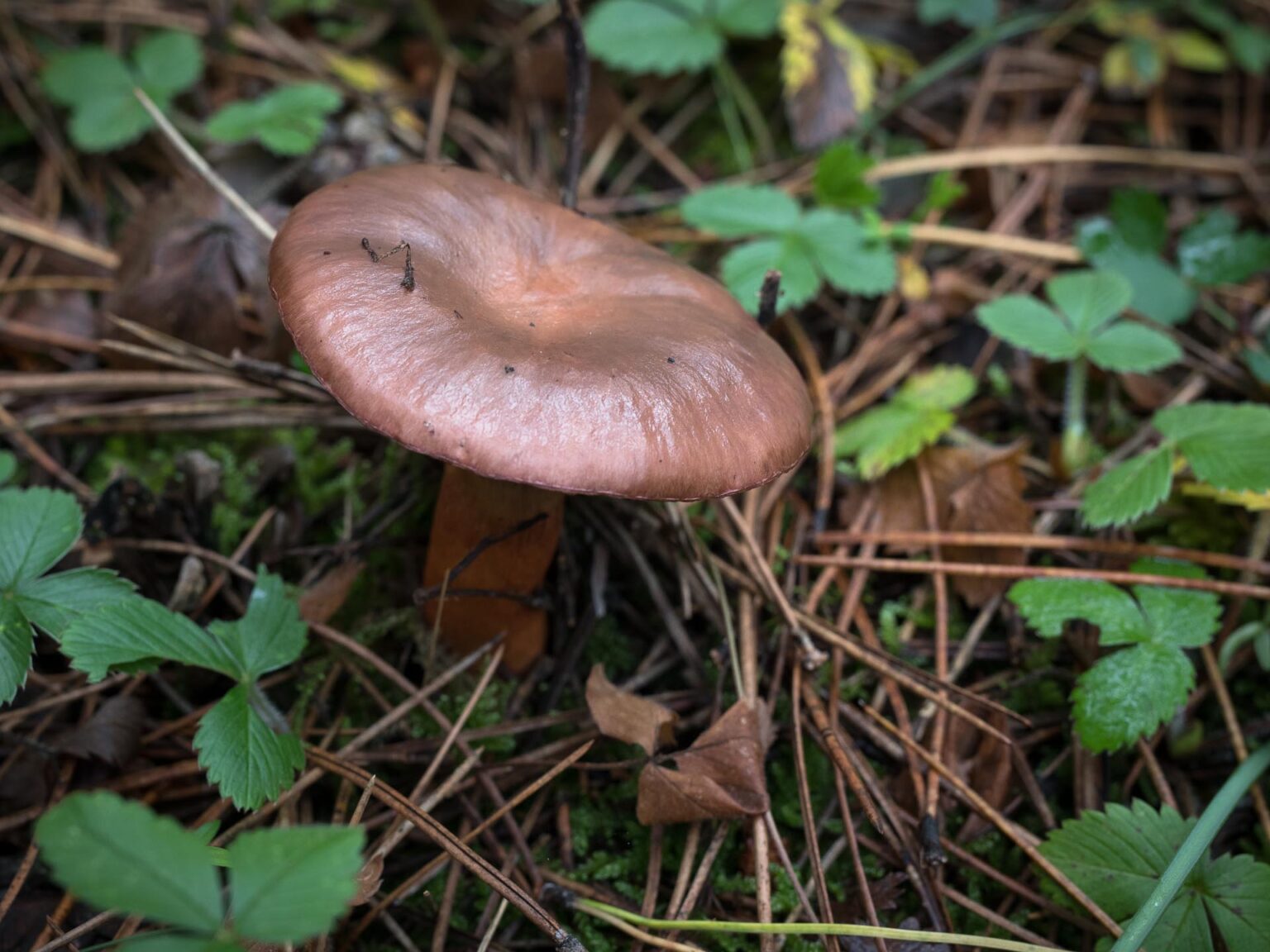 Copper spike | Chroogomphus rutilus - Gone71° N