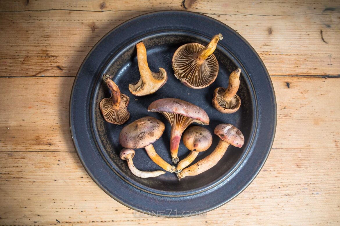 Copper spike | Chroogomphus rutilus - Gone71° N