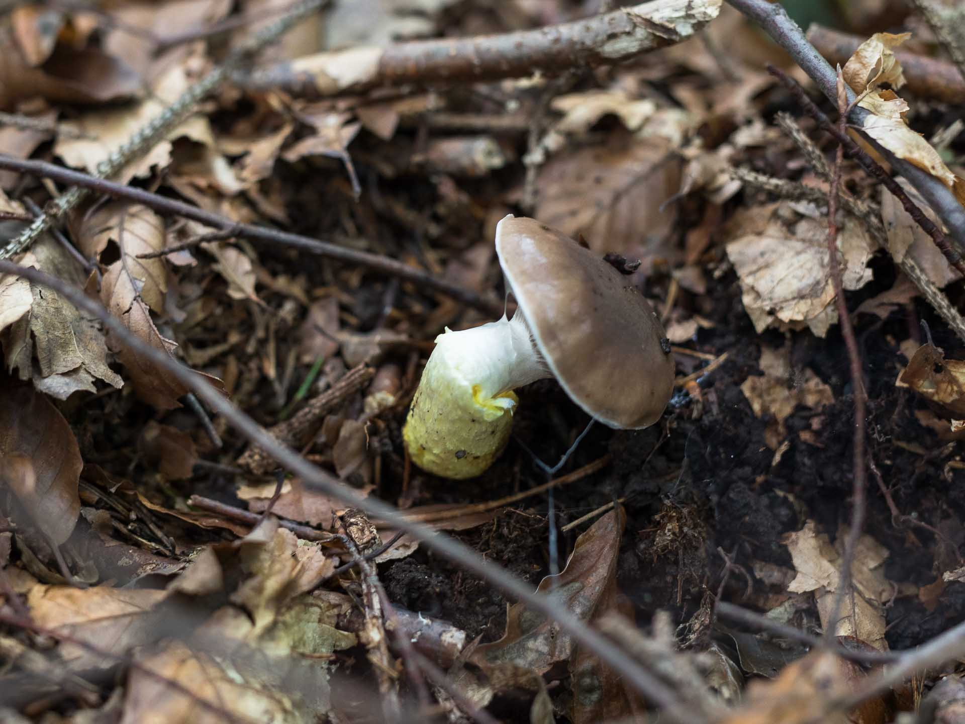 Spike cap | Gomphidius glutinosus - Gone71° N