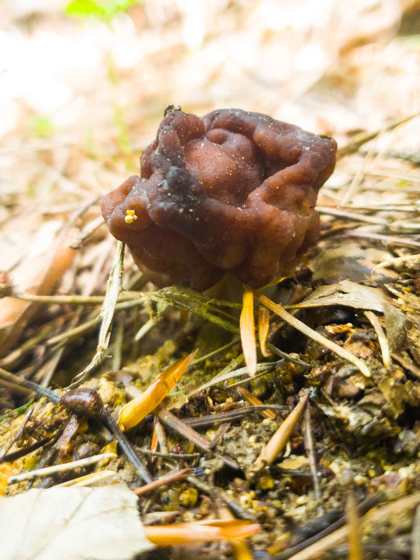 False morel | Gyromitra esculenta - Gone71° N