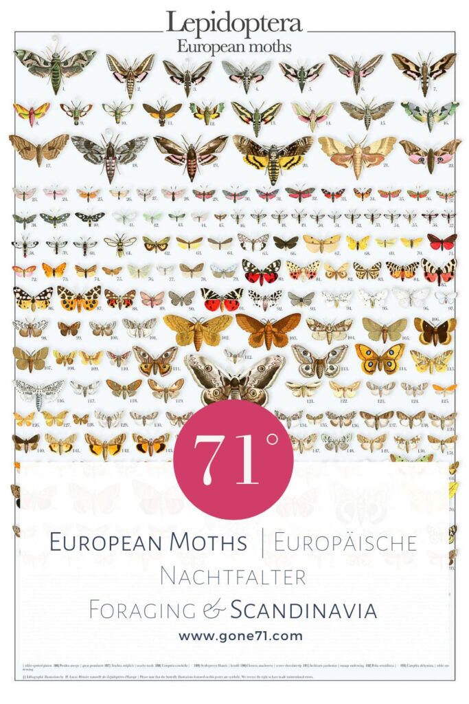 European moths poster - Gone71° N