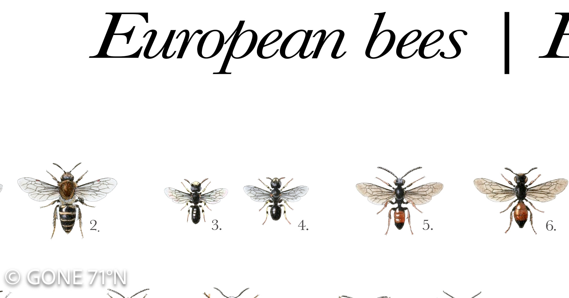 Apoidea poster | European bees | Europäische Bienen - Gone71° N