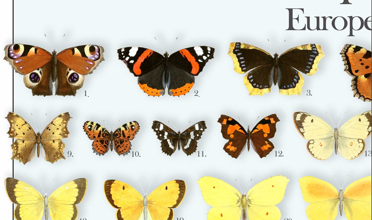 European butterflies | Europäische Schmetterlinge (poster) - Gone71° N