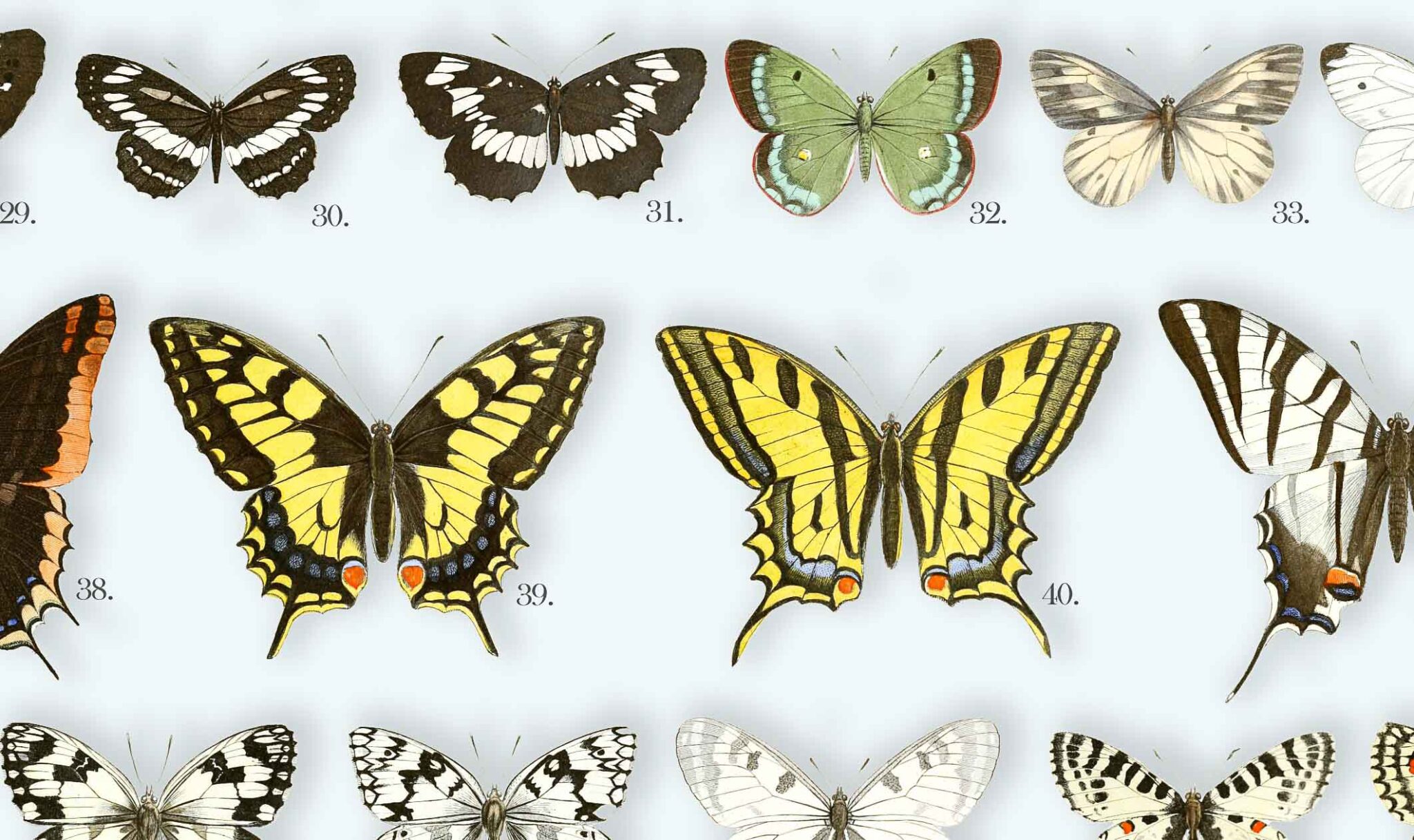 European butterflies | Europäische Schmetterlinge (poster) - Gone71° N