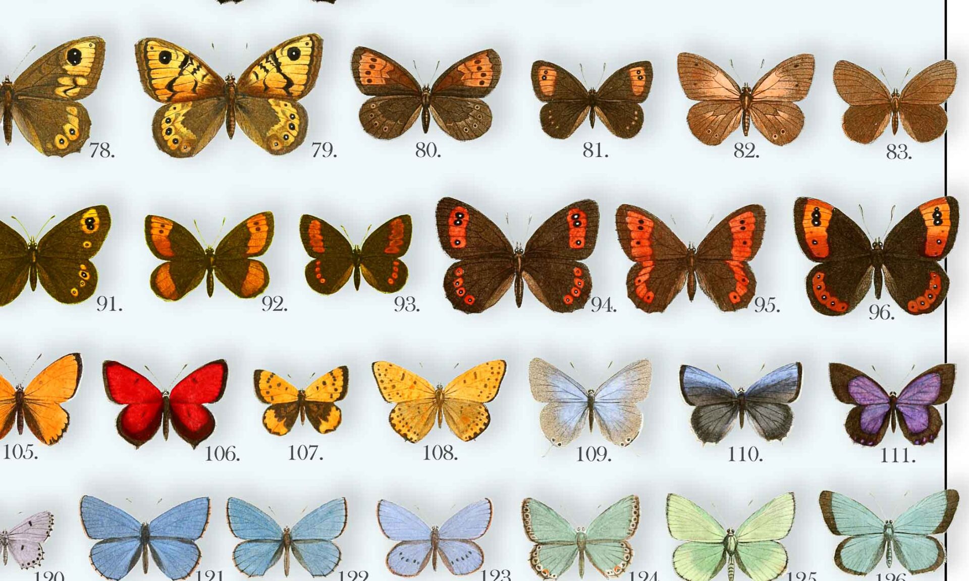 European butterflies | Europäische Schmetterlinge (poster) - Gone71° N