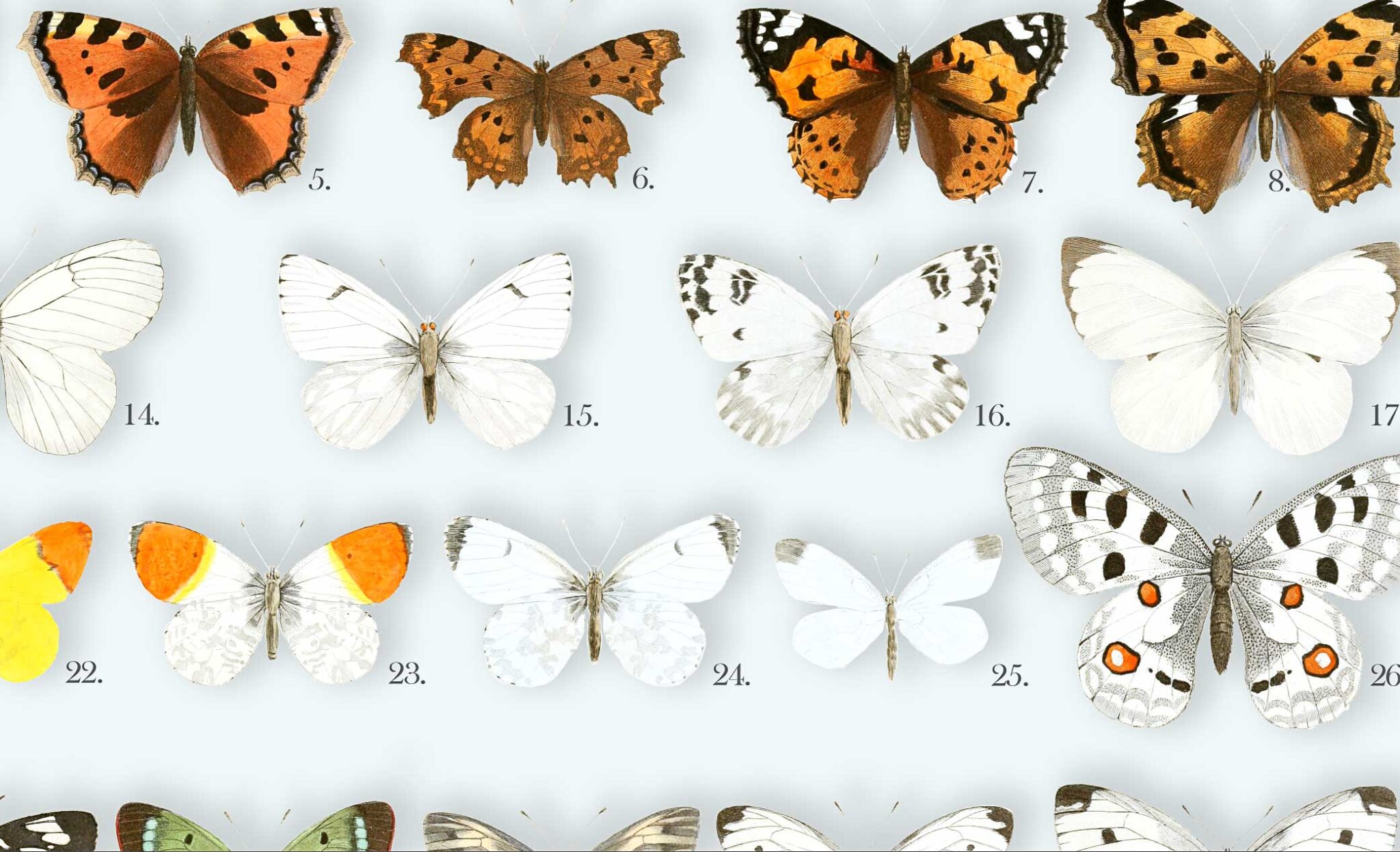 European butterflies | Europäische Schmetterlinge (poster) - Gone71° N