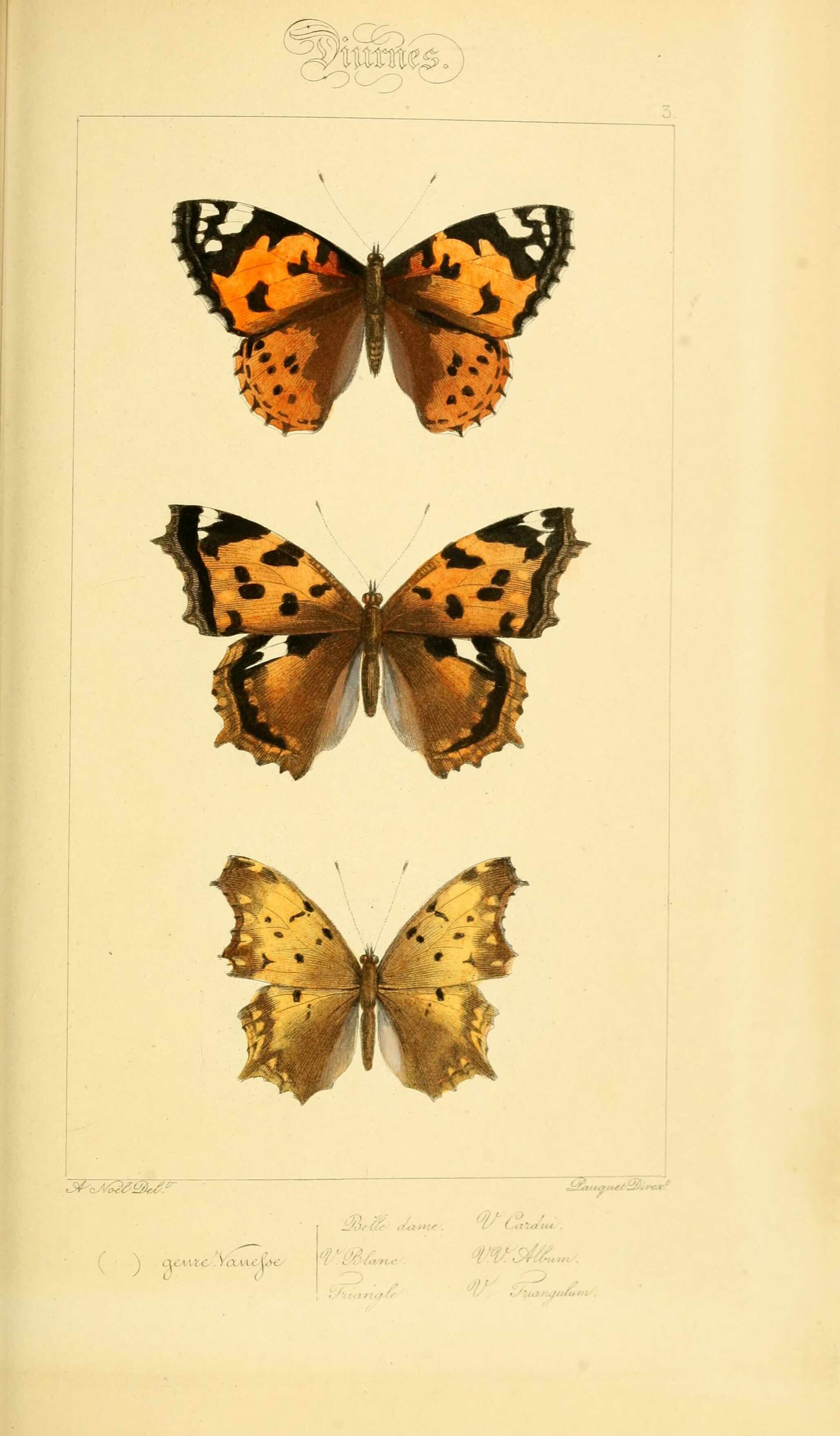 European butterflies | Europäische Schmetterlinge (poster) - Gone71° N
