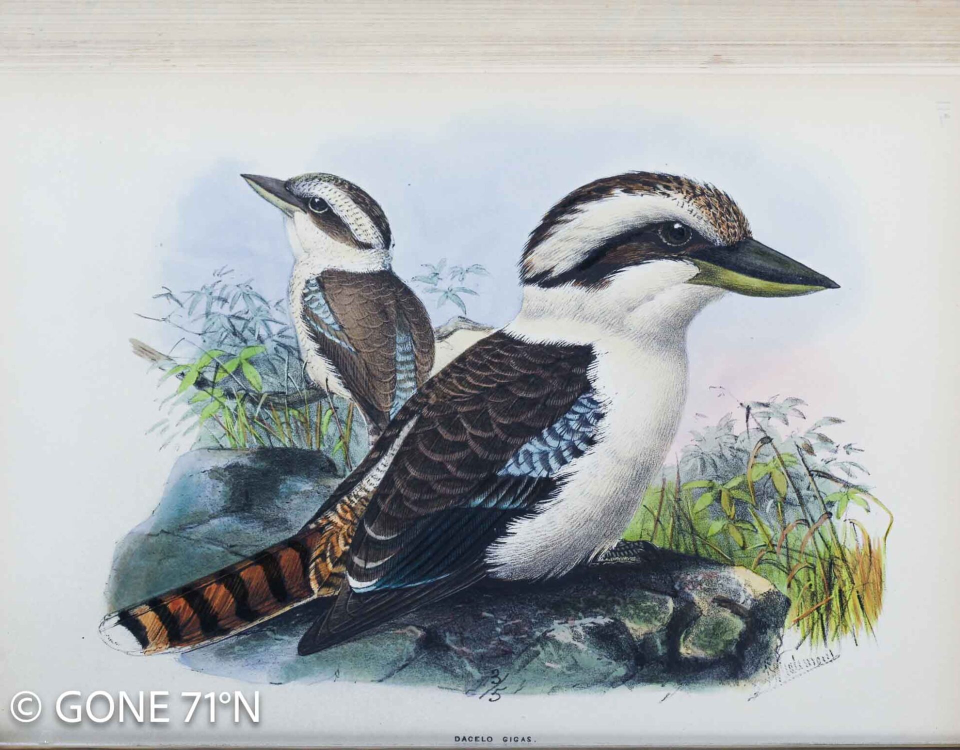 Kingfisher poster | Alcedinidae - Gone71° N