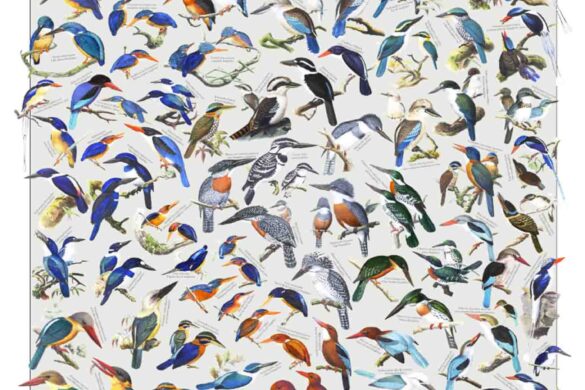 Scandinavian Fish | Skandinaviska Fiskar – POSTER - Gone71° N