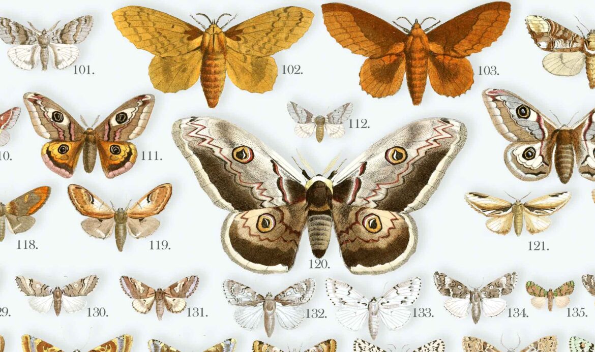 European moths poster - Gone71° N