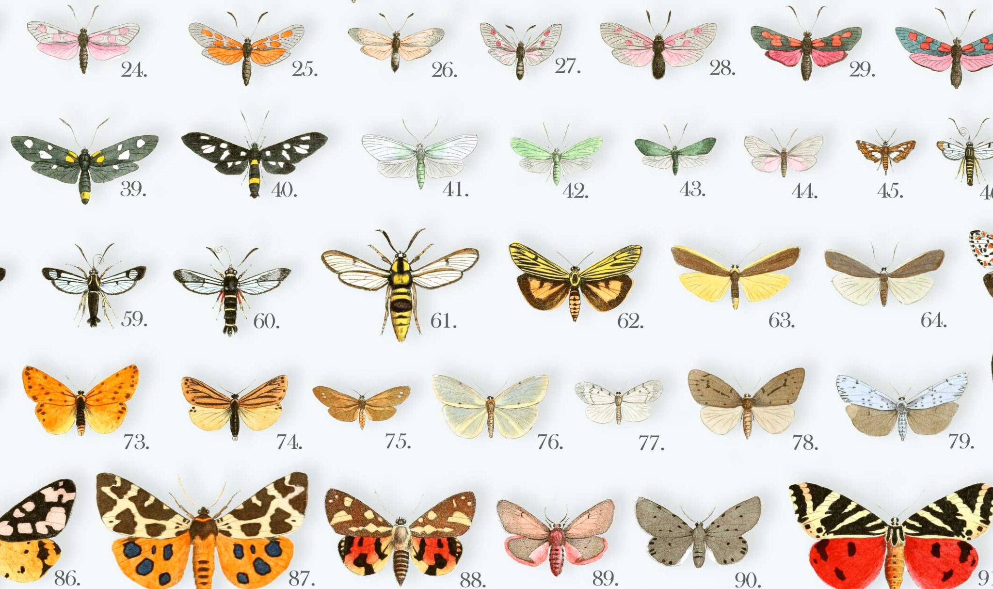 European moths poster - Gone71° N