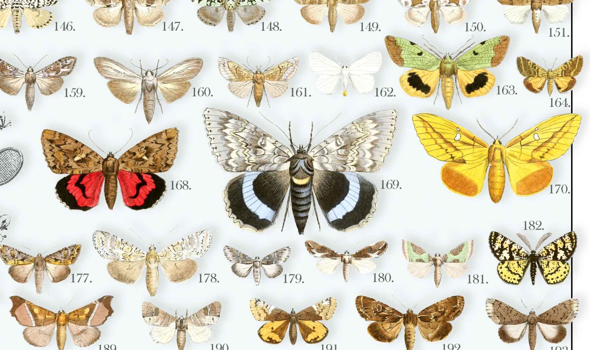 European moths poster - Gone71° N