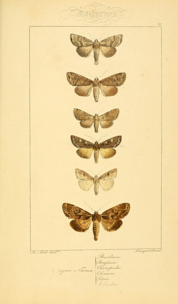 European moths poster - Gone71° N